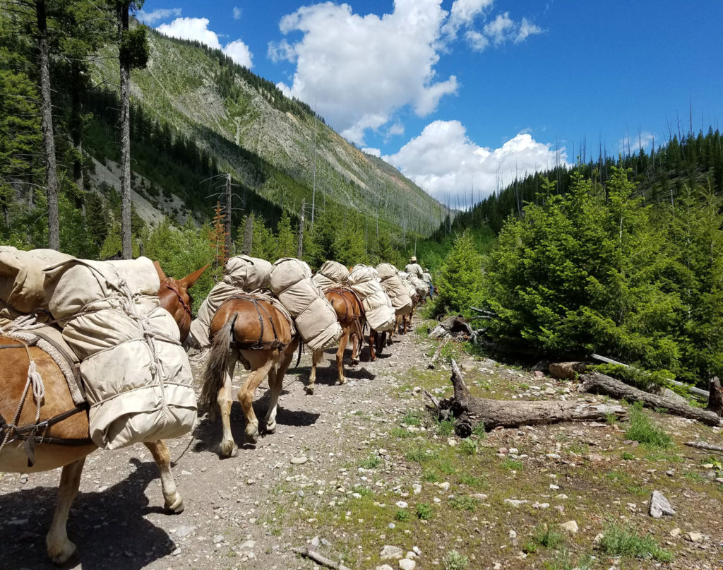 BCHMT-Mule-Train-full | Back Country Horsemen of Montana